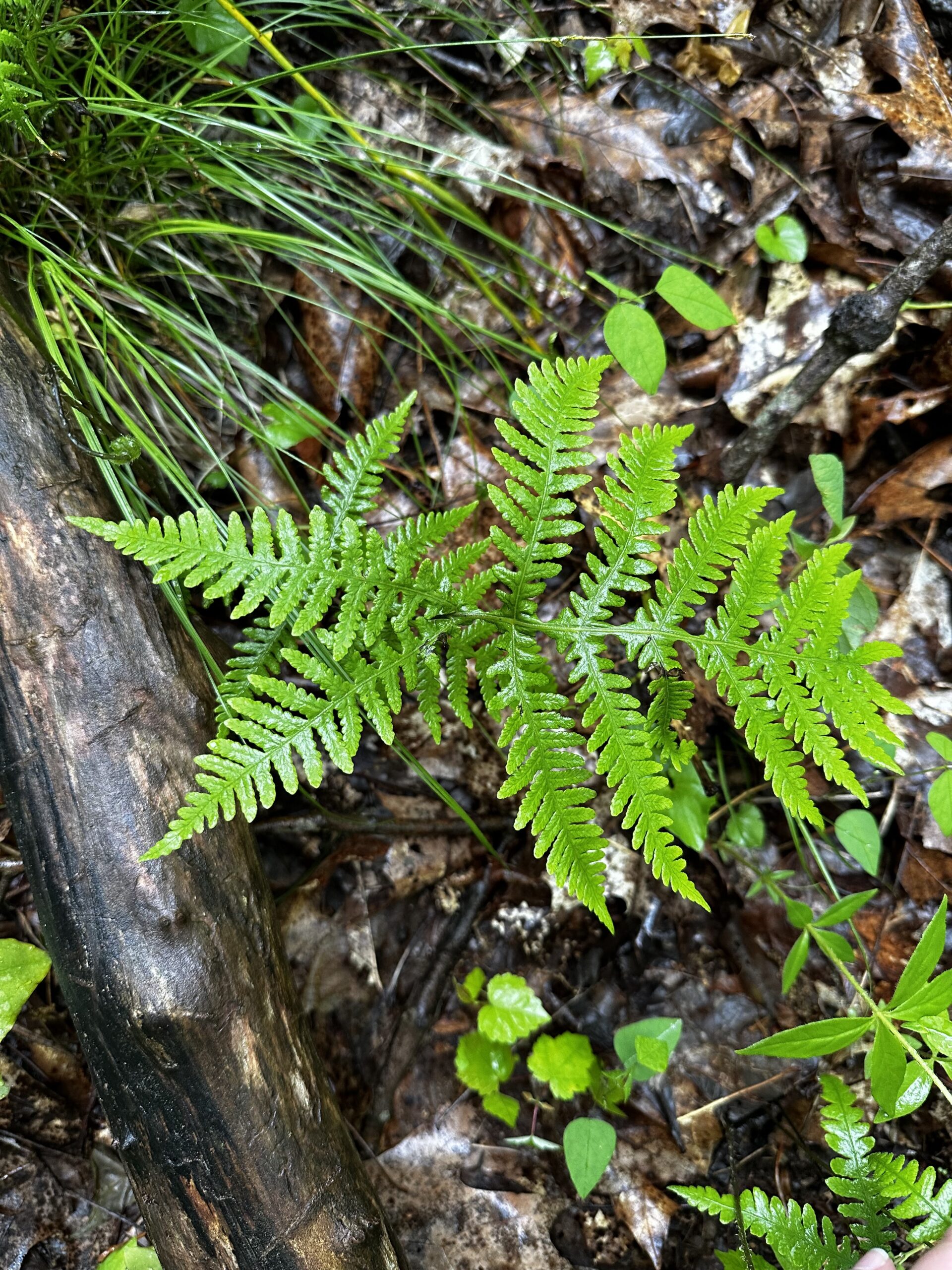 DEEP WOODS – Kitty's Ohio Plants Website