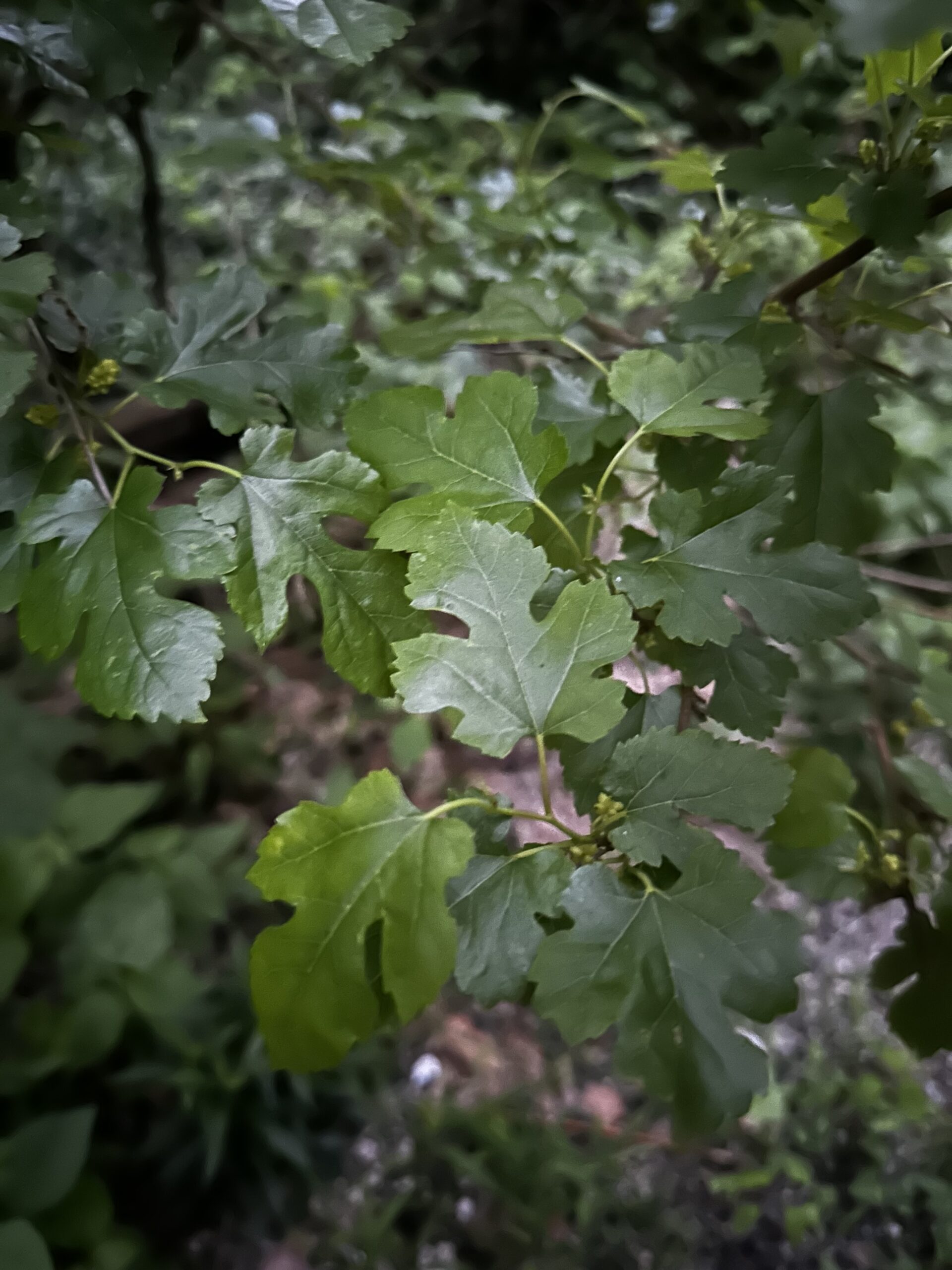TREES – Kitty's Ohio Plants Website